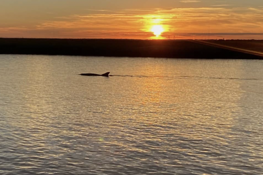 Harbor Tour Company in Charleston | Sandlapper Water Tours