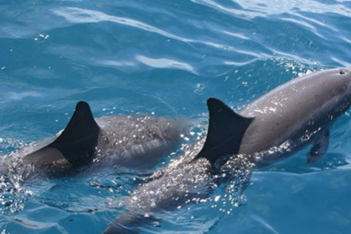 Harbor Tour Company in Charleston | Sandlapper Water Tours